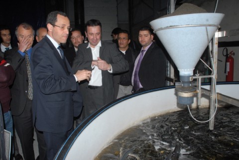 L’élevage d’anguilles, une activité juteuse mais peu pratiquée au Maroc ...