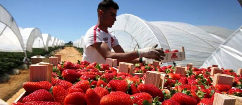 FAO : Le Maroc 11ème producteur mondial de fraises en 2018 – Actualité ...