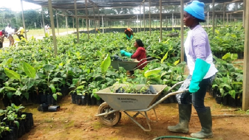 Gabon : Vers la création de 250 entreprises agricoles pour un coût de ...