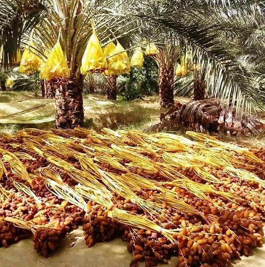 Le Maroc a importé en 5 mois, plus de 20.000 tonnes de dattes de la ...