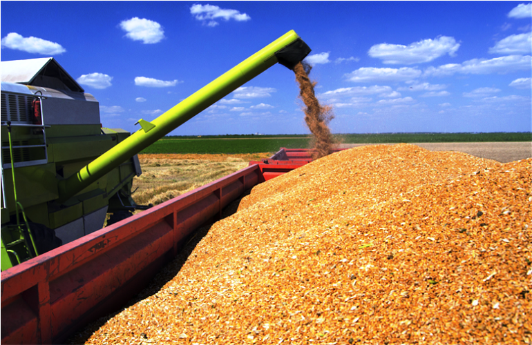 Céréales-Sécurité Alimentaire : Le Maroc projette d’importer 2 millions ...